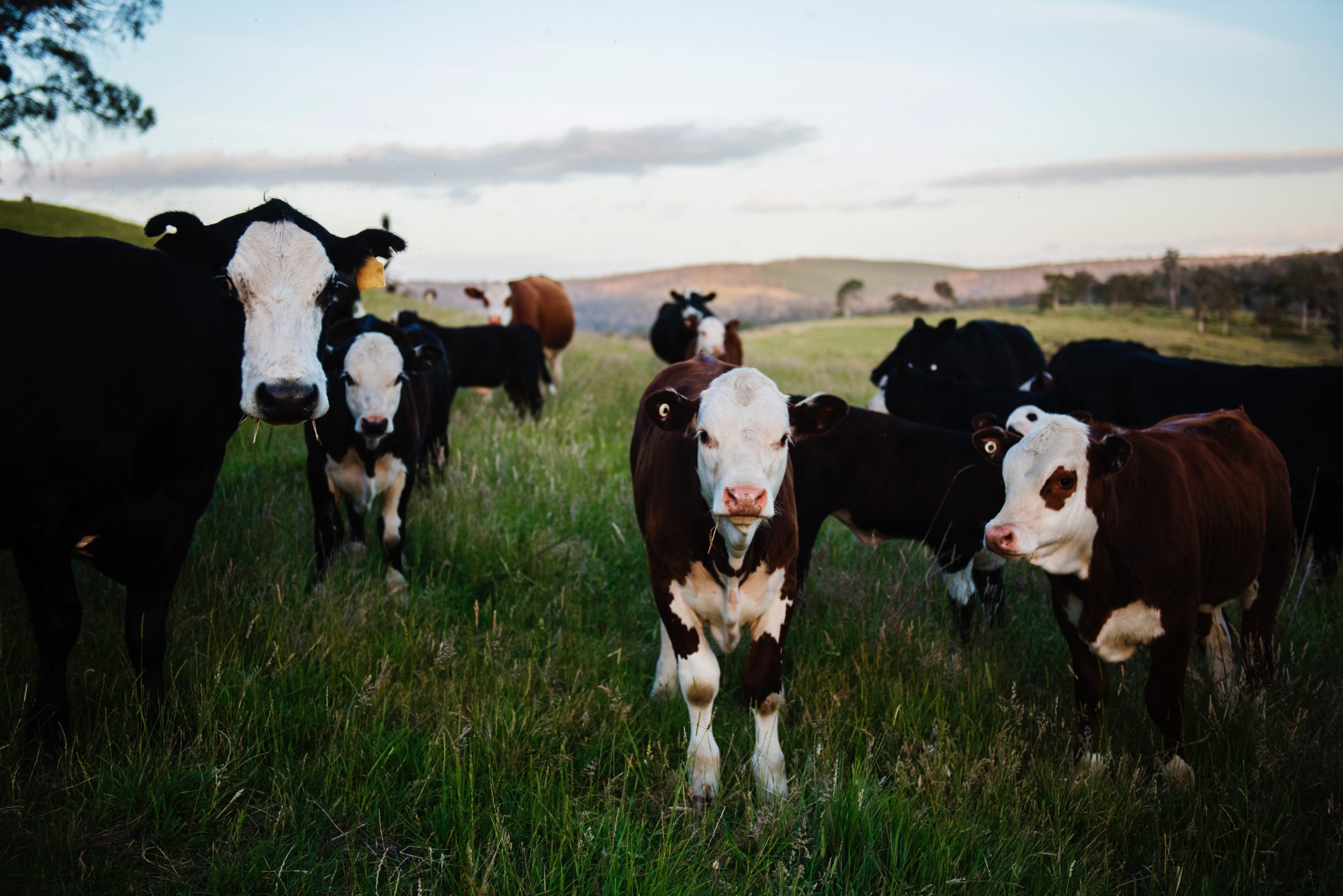 Antibiotic Usage in Food Animal Production - Durvet